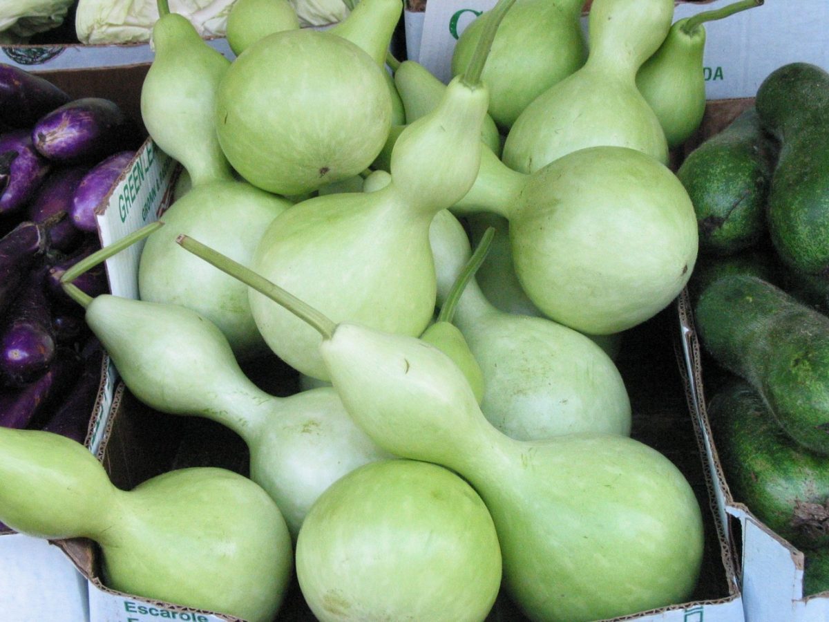 NY Foodstory Kho bottle gourds | NYFoodStory | The Journal of the ...